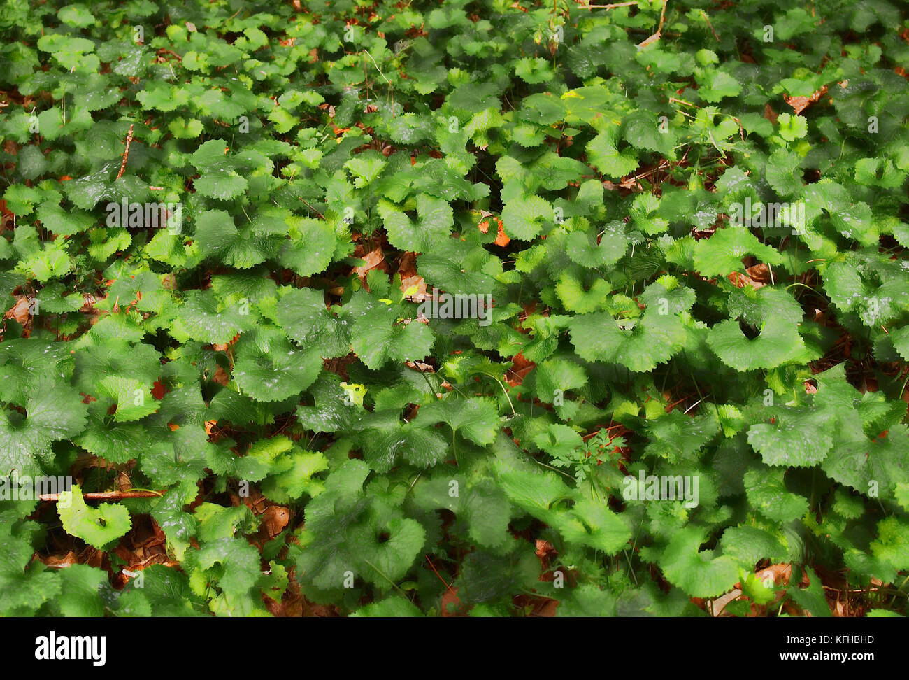 cluff of clover Stock Photo - Alamy