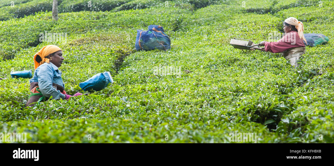 Women Harvesting Tea Leaves Stock Photo - Alamy