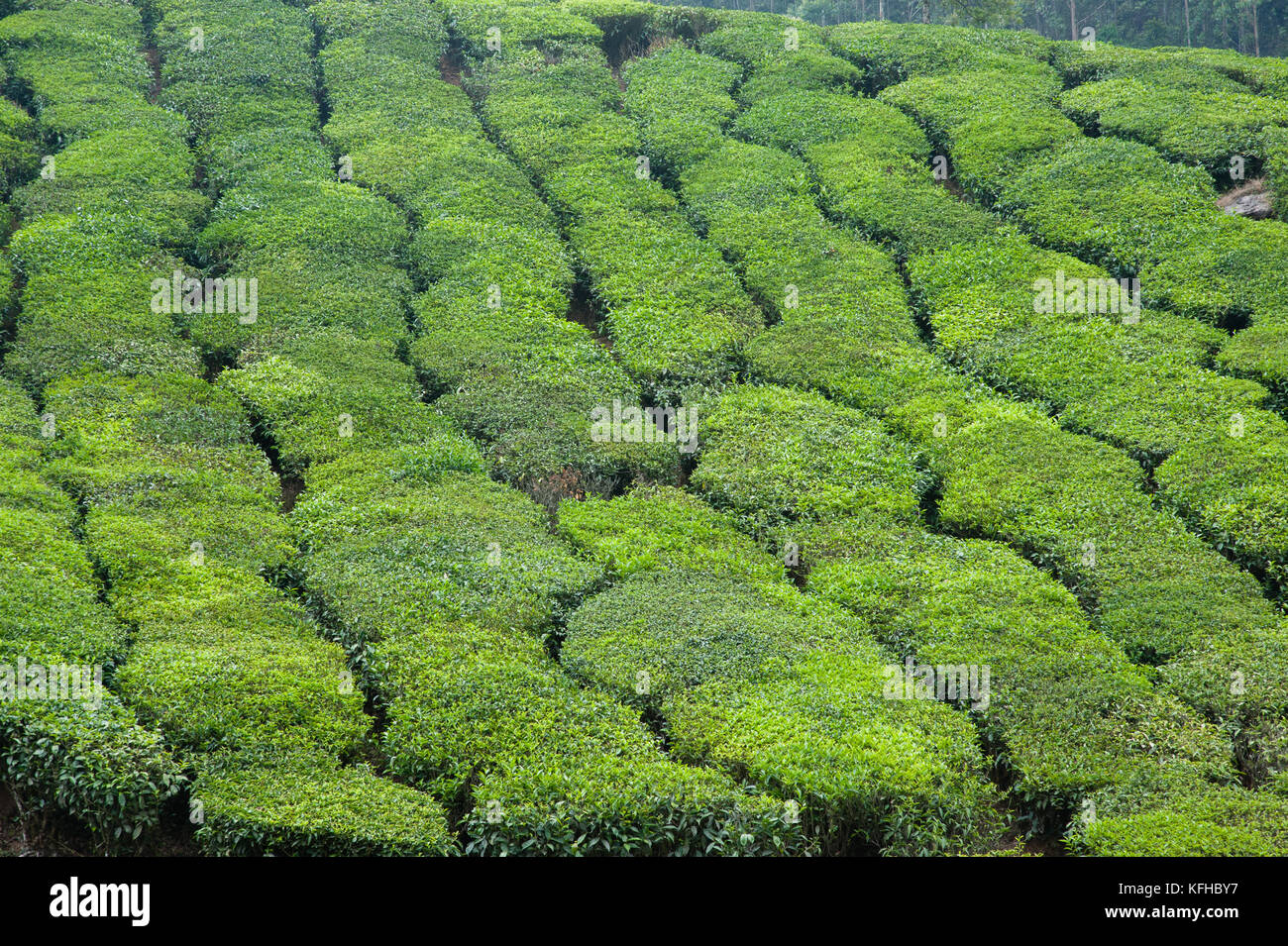 Tea Plantations of Munnar Stock Photo - Alamy