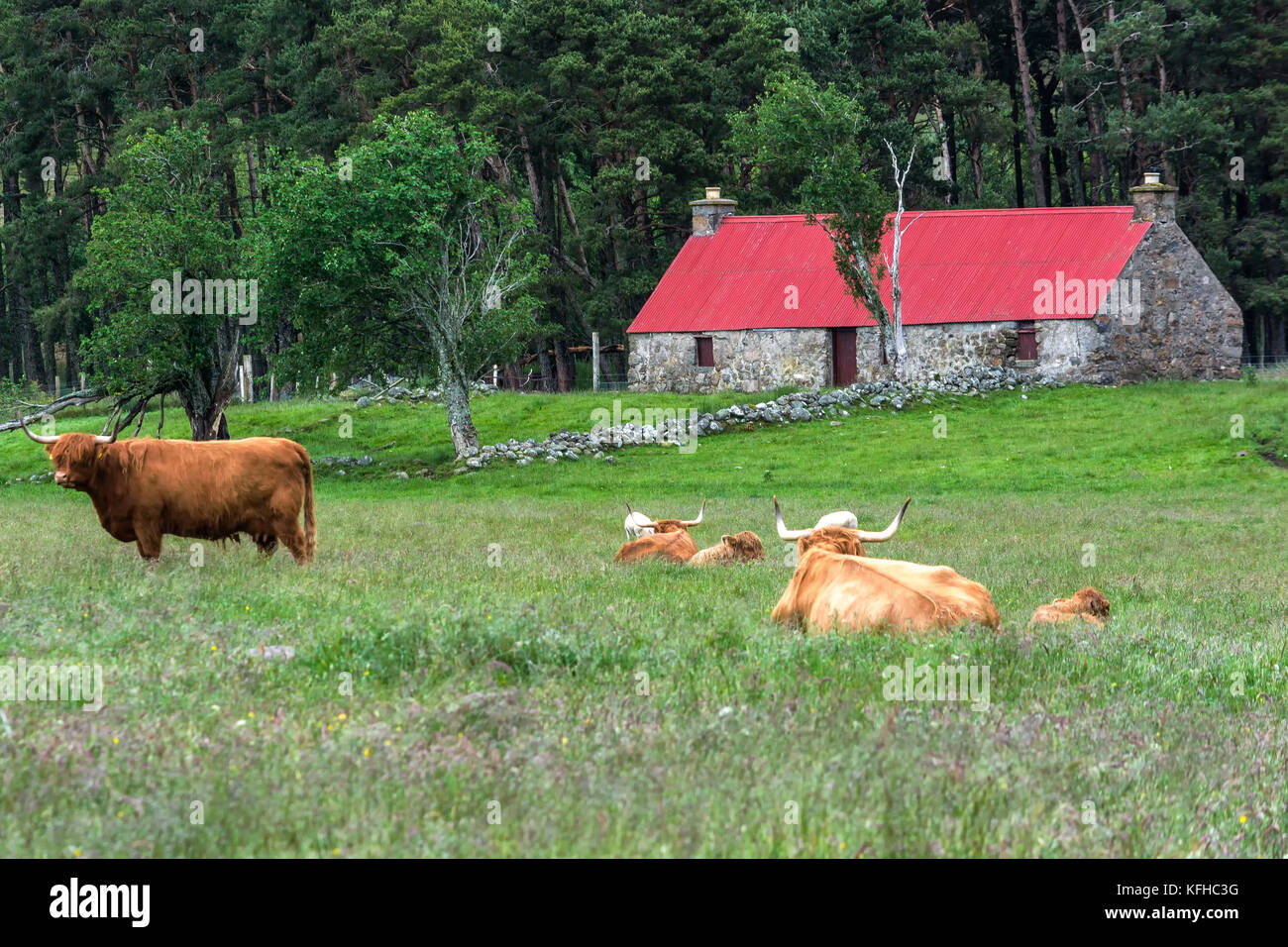 Highland Cows. East Croachy, Strathnairn, Inverness Stock Photo - Alamy