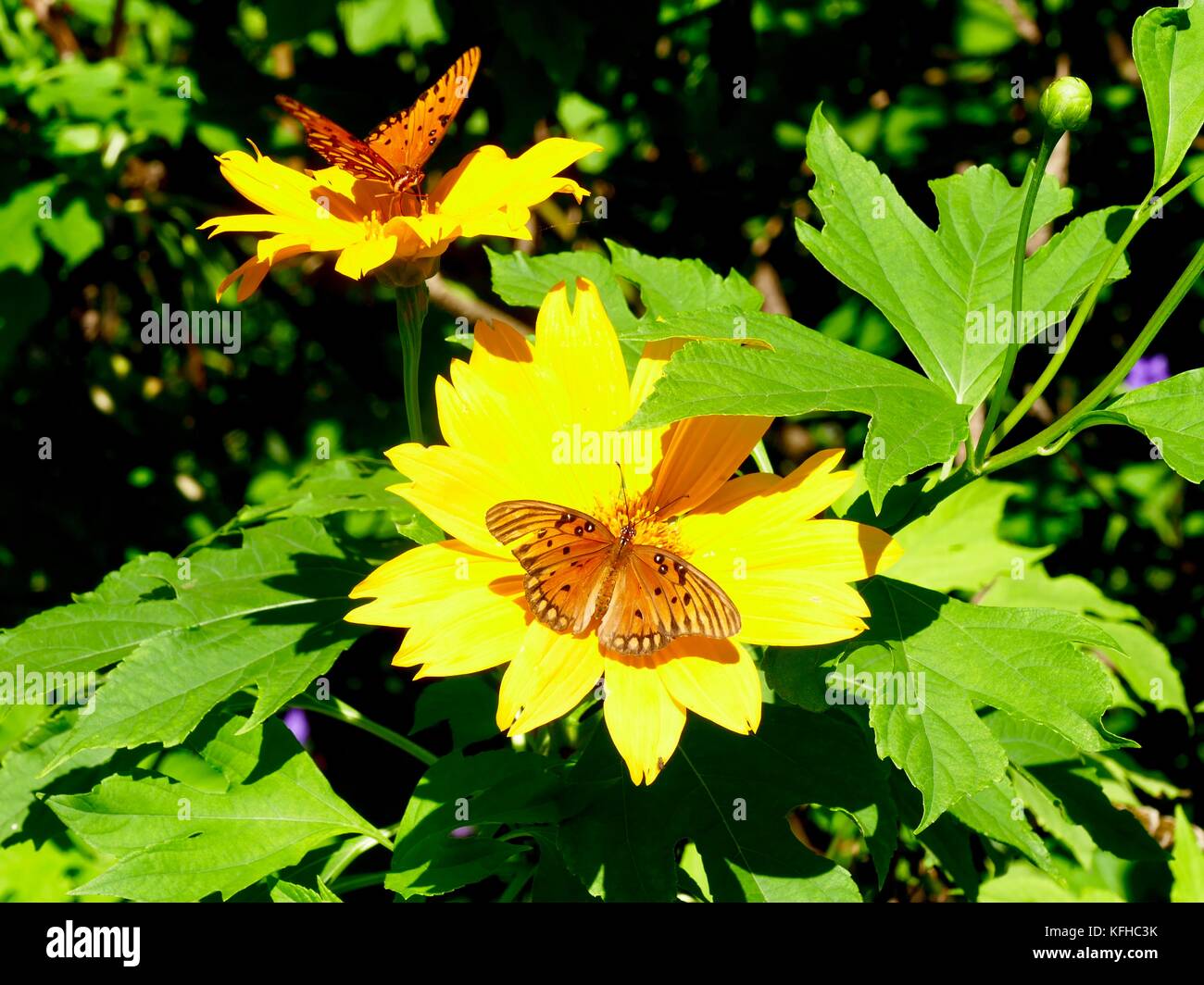Florida butterflies hi-res stock photography and images - Alamy