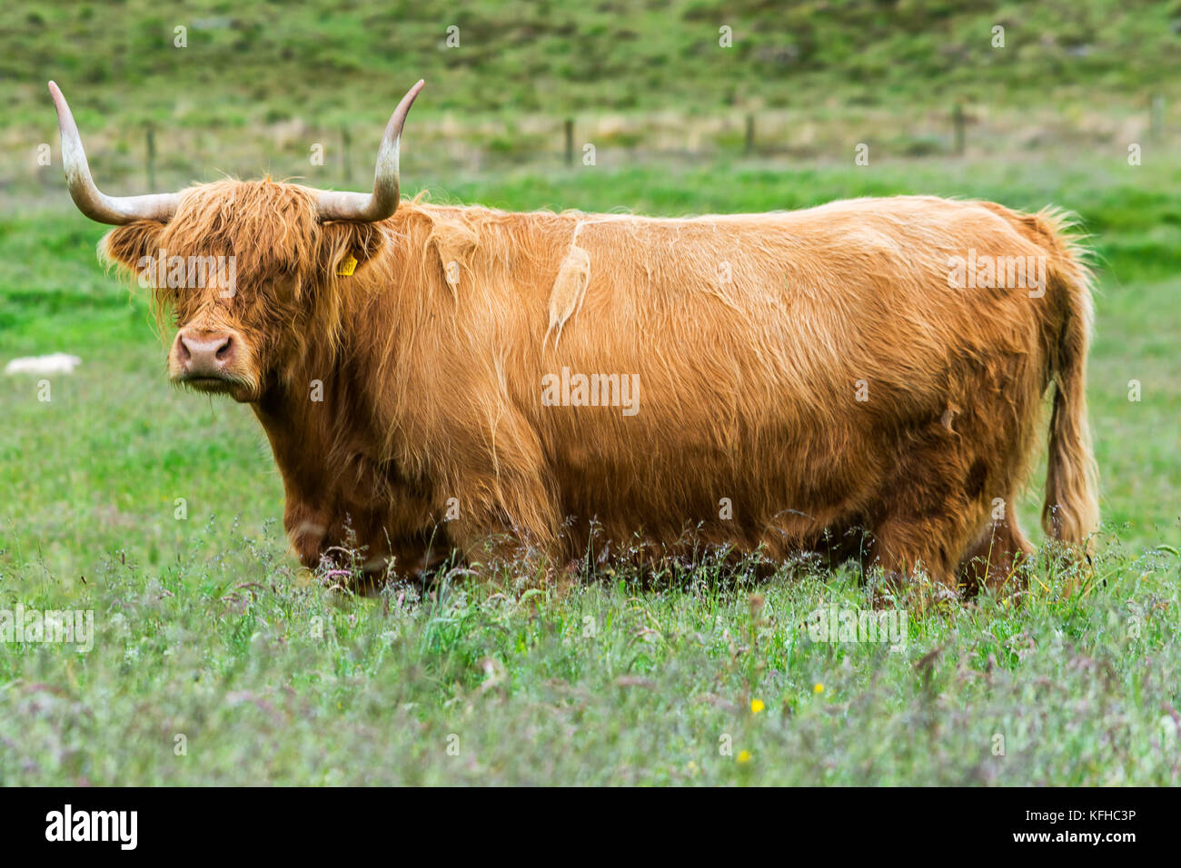 Highland Cows. East Croachy, Strathnairn, Inverness Stock Photo - Alamy