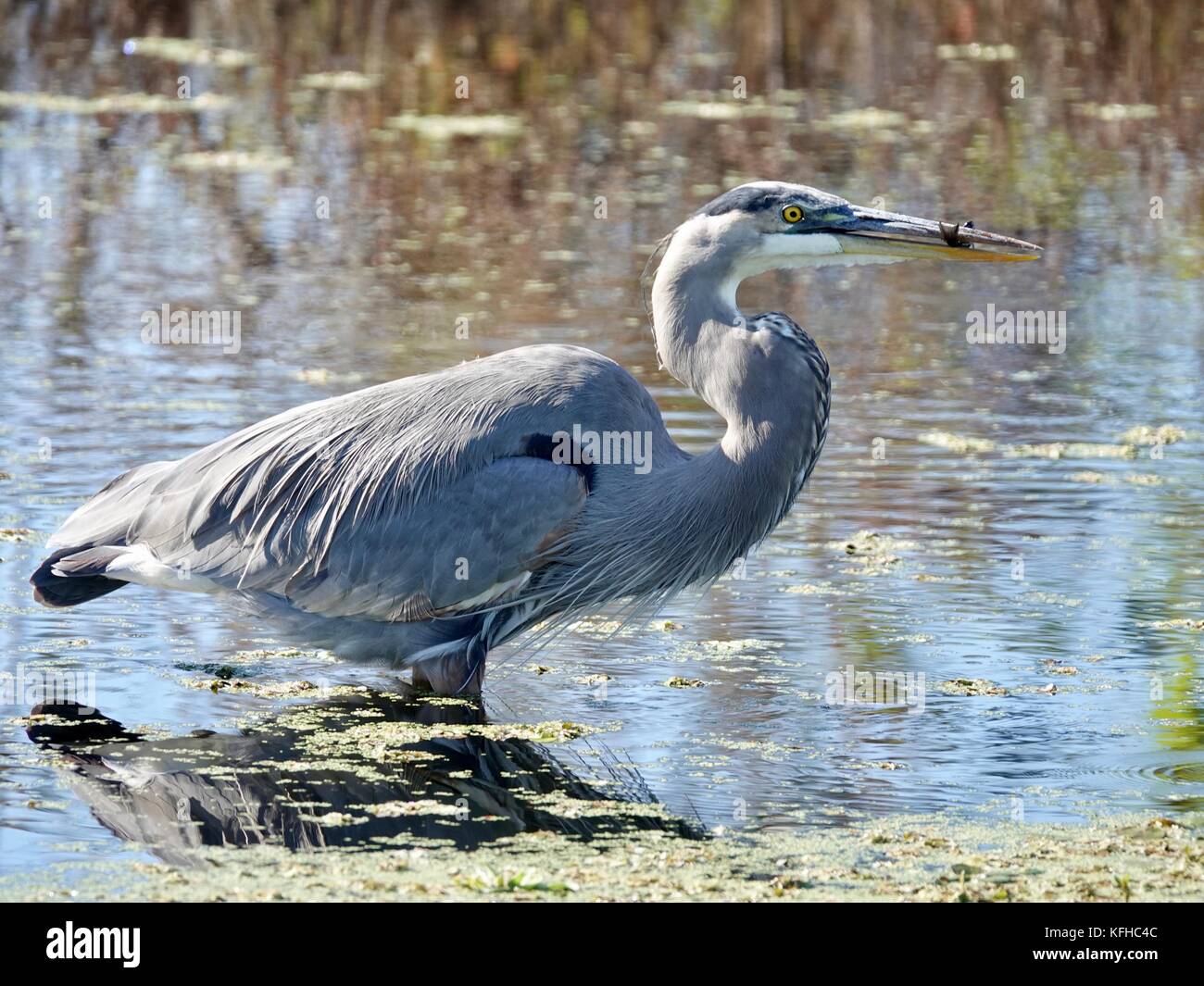 Squirming hi-res stock photography and images - Alamy