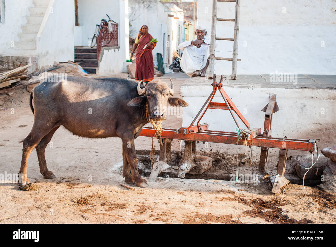 Buffalo in Indian Village Stock Photo - Alamy