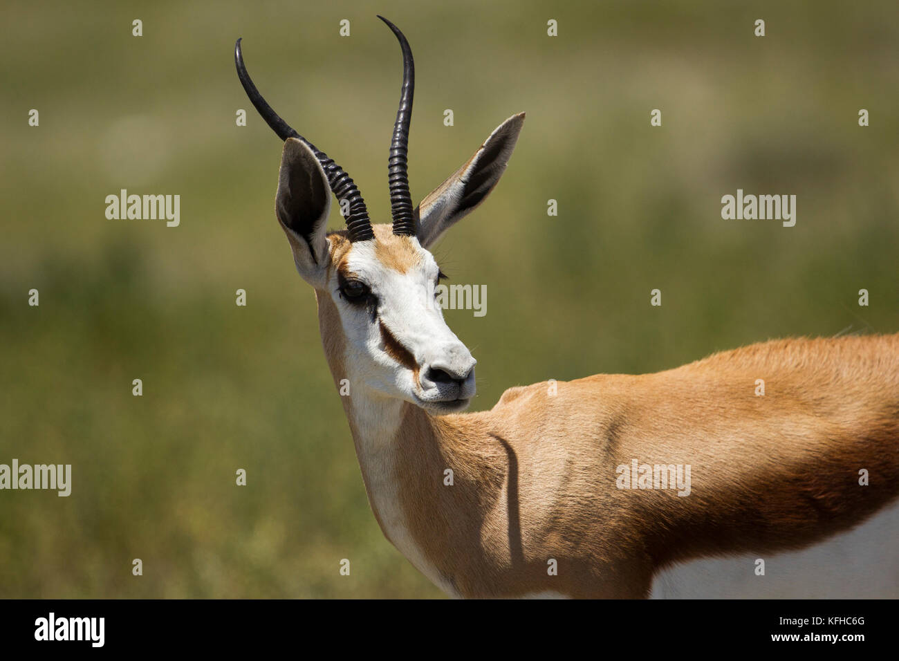 A springbok keys a careful eye for predators while grazing at the ...