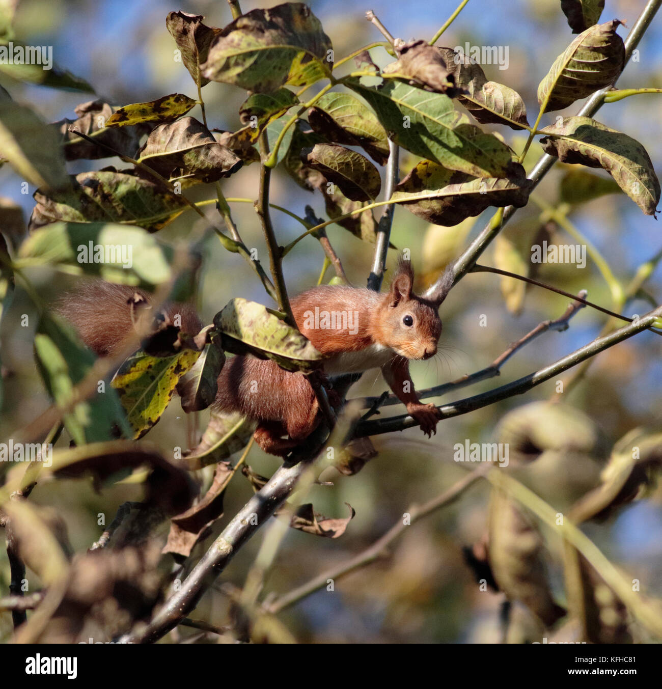 Evolutionary tree mammals hi-res stock photography and images - Alamy