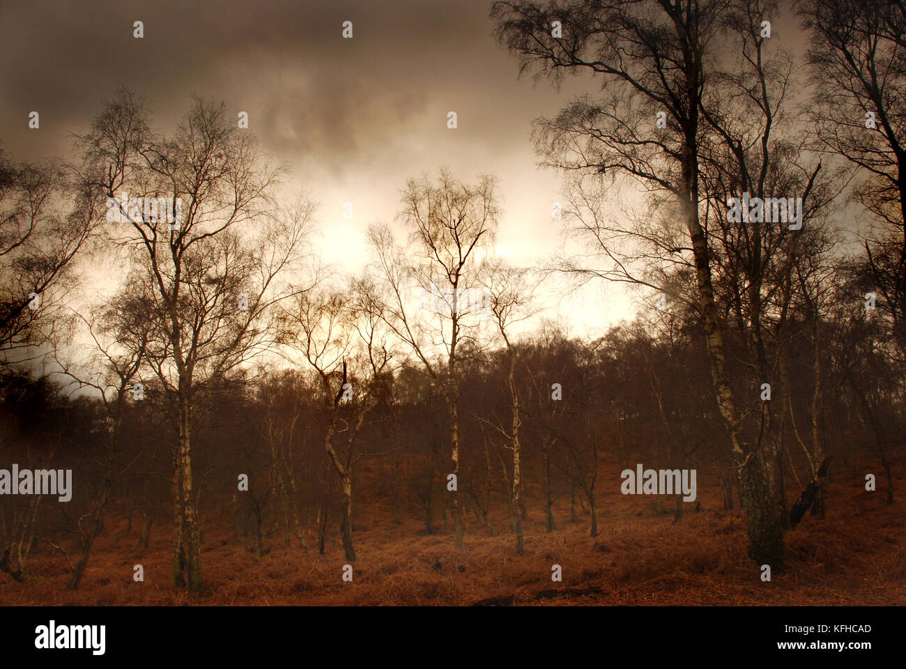 English landscape trees hi-res stock photography and images - Alamy