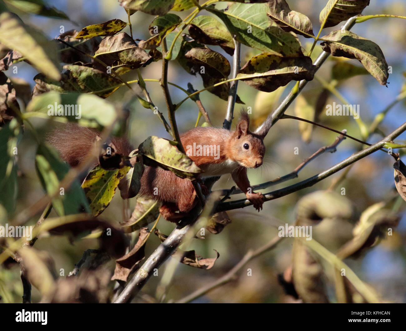 Evolutionary tree mammals hi-res stock photography and images - Alamy