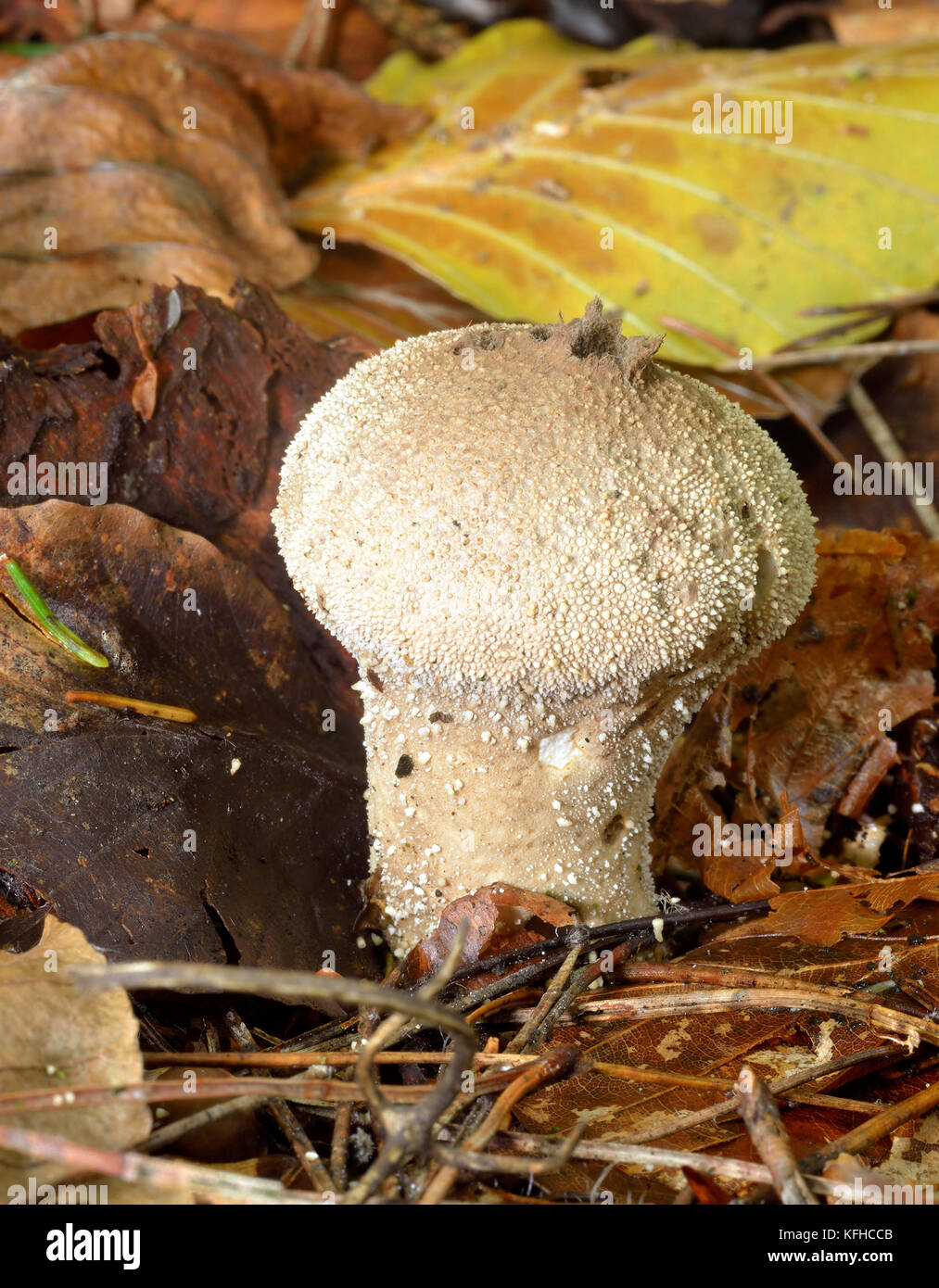 Common Puffball - Lycoperdon perlatum Mature Fungi in leaf litter Stock ...