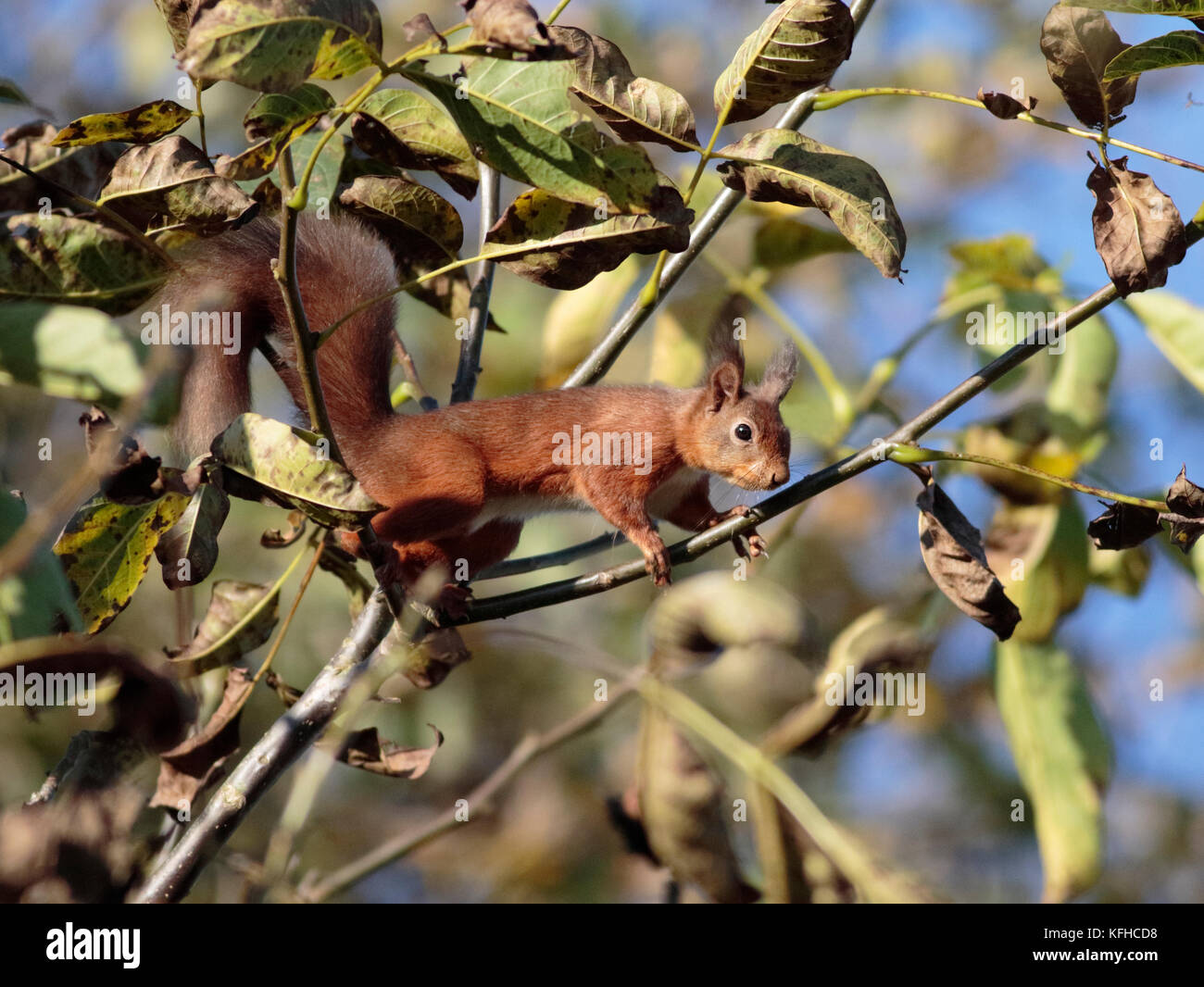 Evolutionary tree mammals hi-res stock photography and images - Alamy