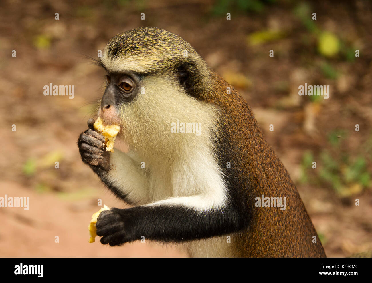 West africa monkey hi-res stock photography and images - Alamy