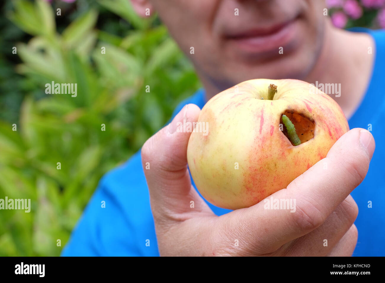 Man holding a spoiled apple with caterpillar inside, closeup shot Stock ...