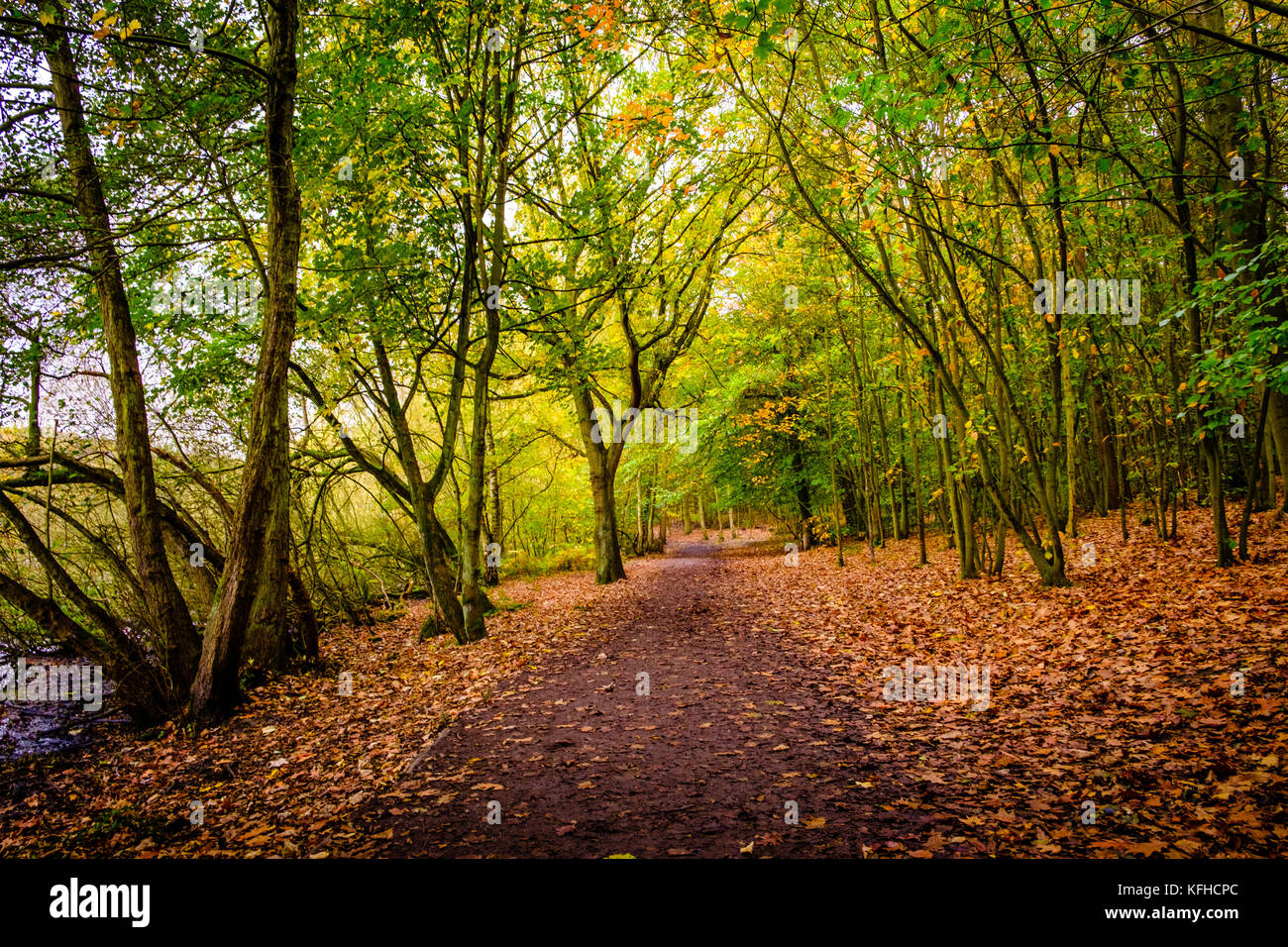 A path through the woods at at Newmillerdam, Wakefield, West Yorkshire ...
