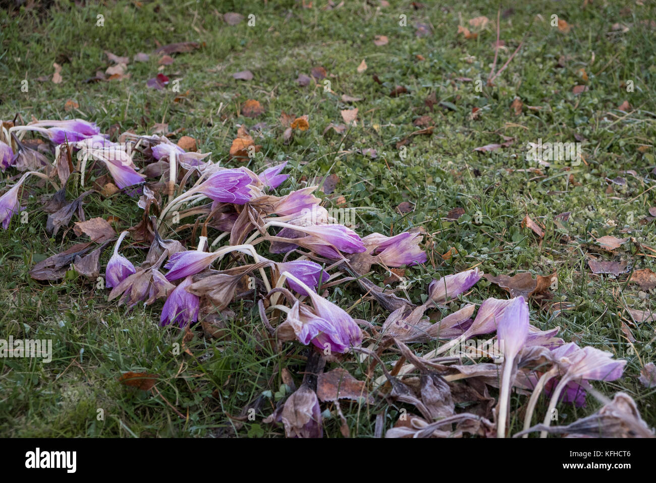 Dead flowers on lawn hi-res stock photography and images - Alamy