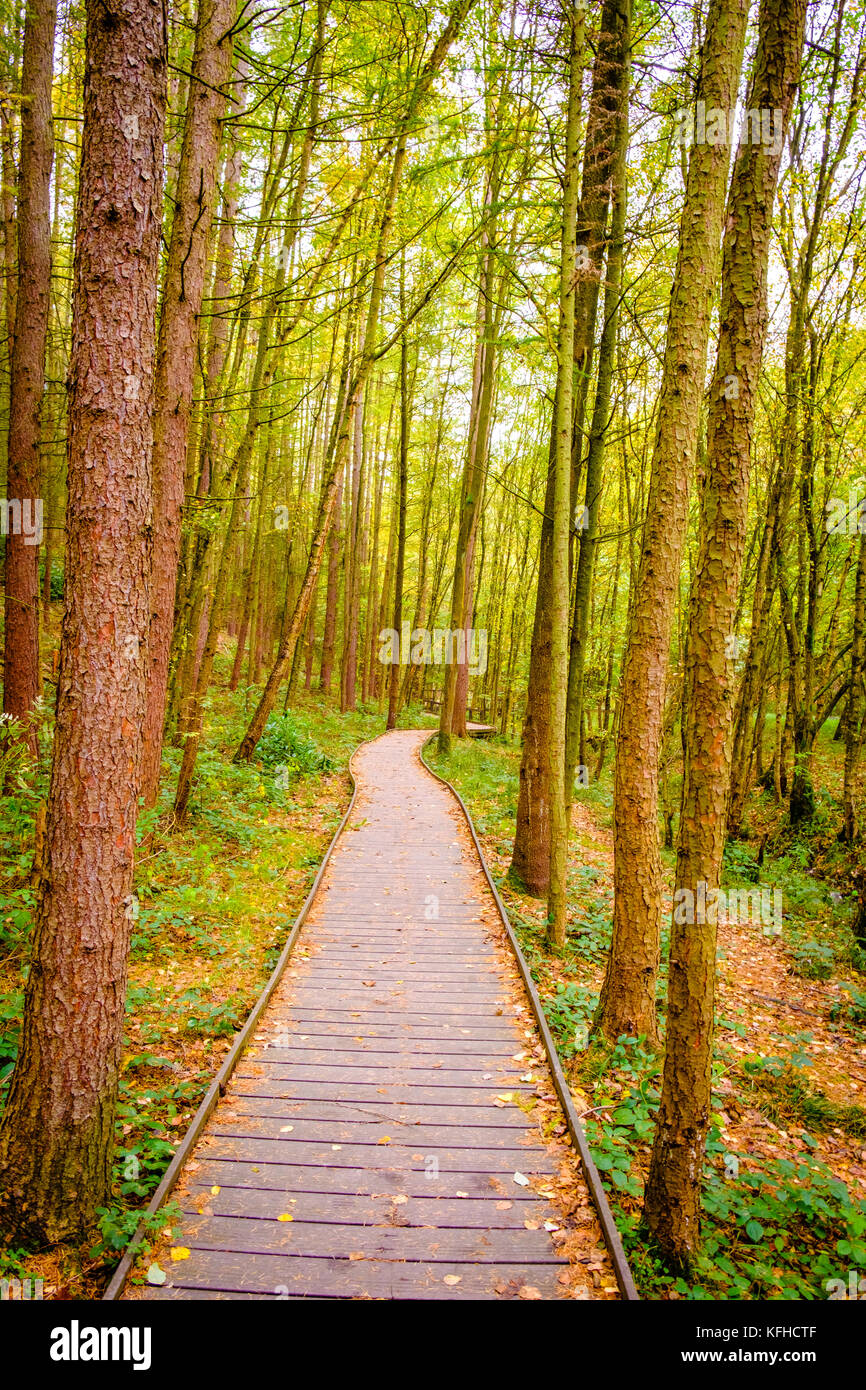 A path through the woods at at Newmillerdam, Wakefield, West Yorkshire ...
