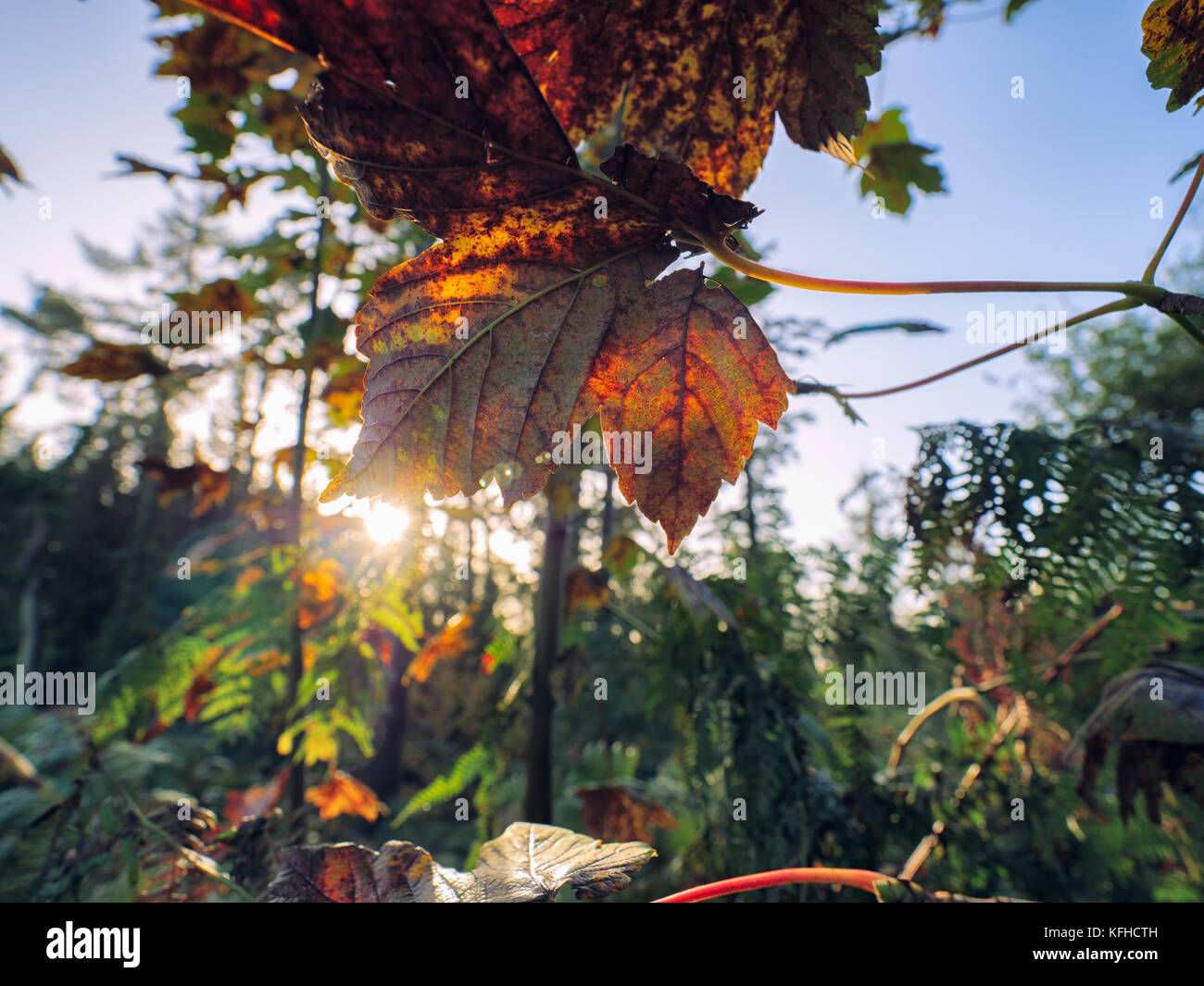 Early Autumn countryside morning,Northern Ireland Stock Photo - Alamy