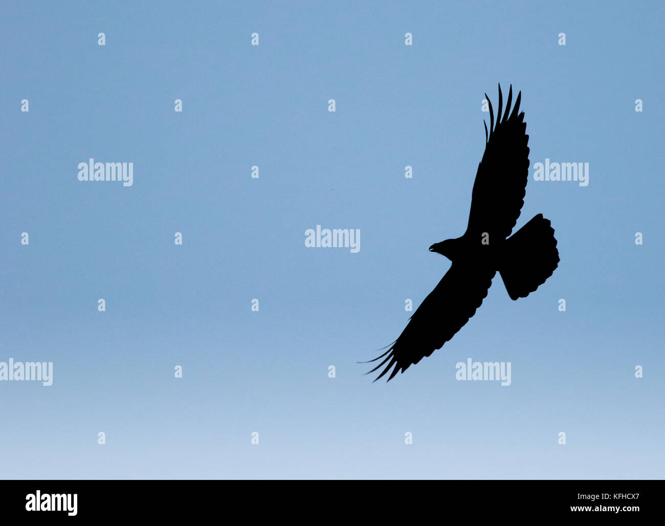 Raven wingspan hi-res stock photography and images - Alamy