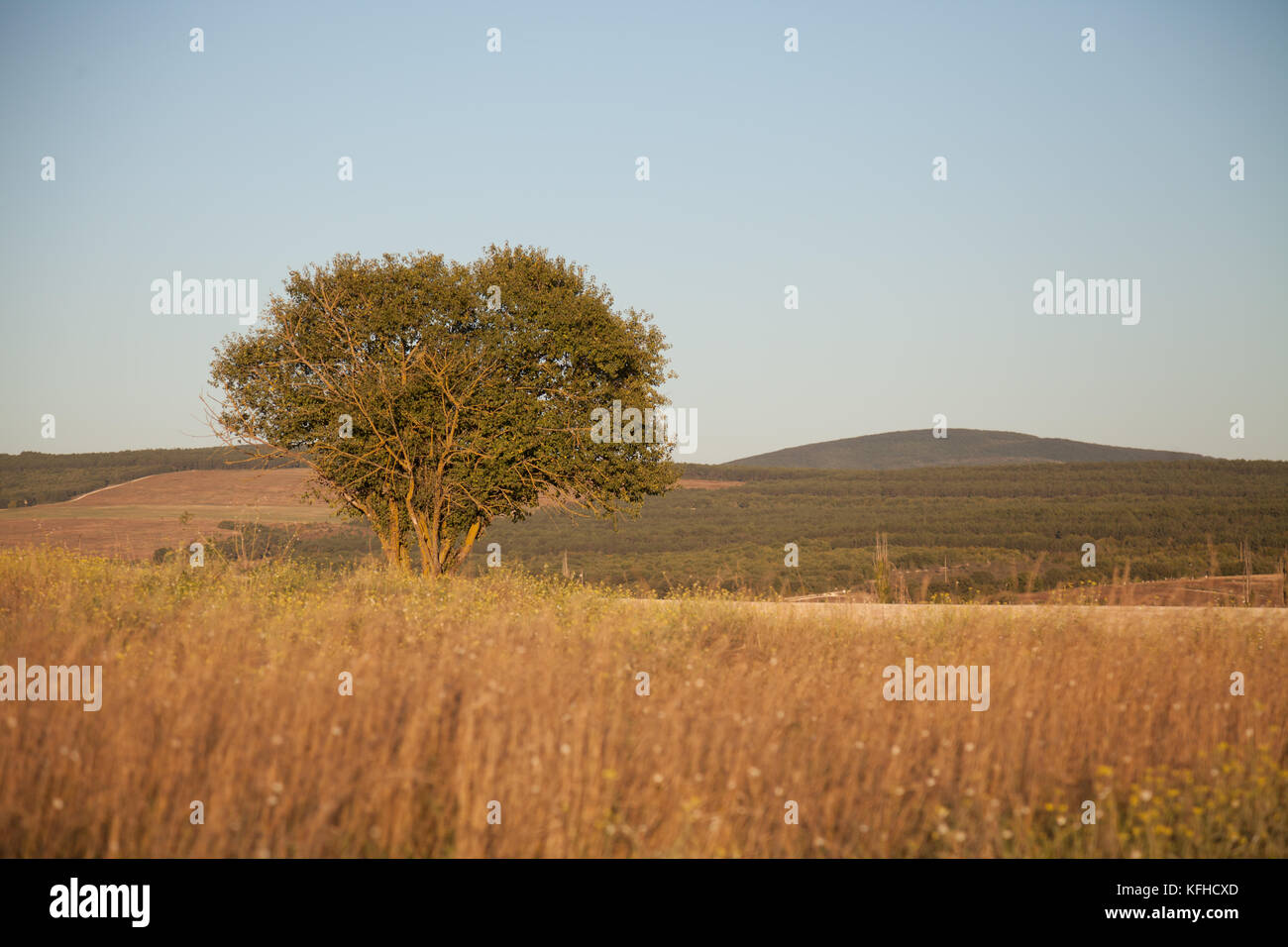 Lone oak tree stands hi-res stock photography and images - Alamy