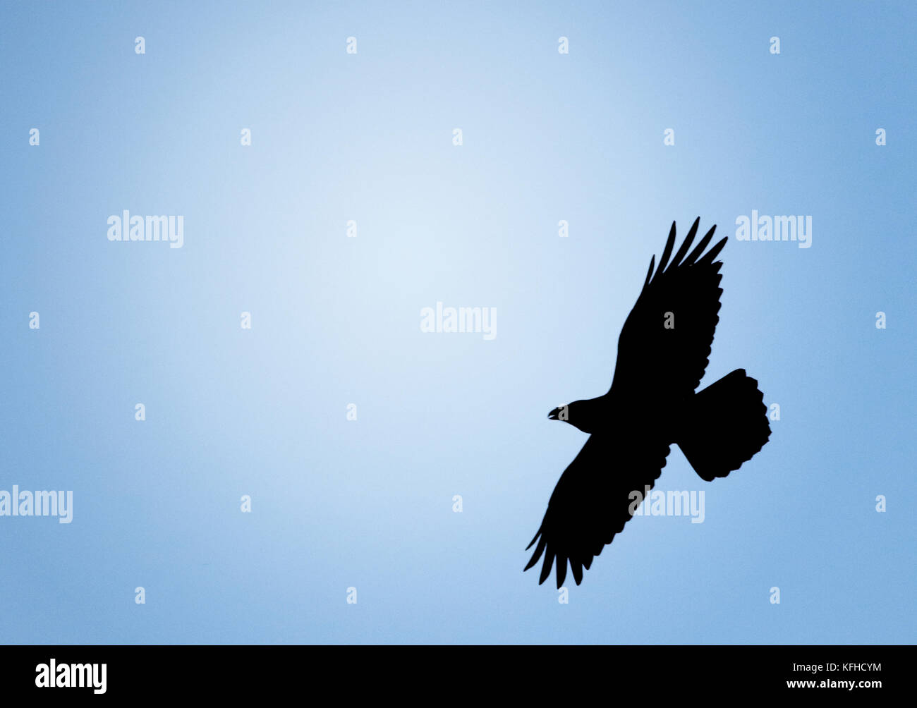 Feather anatomy hi-res stock photography and images - Alamy