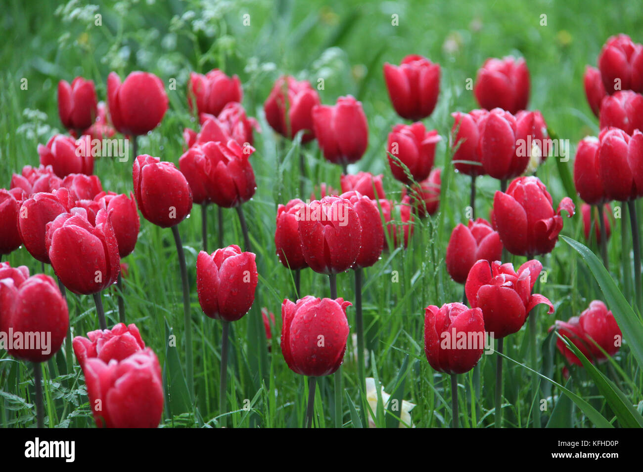 Tulips - beautiful spring flowers of different colors Stock Photo - Alamy