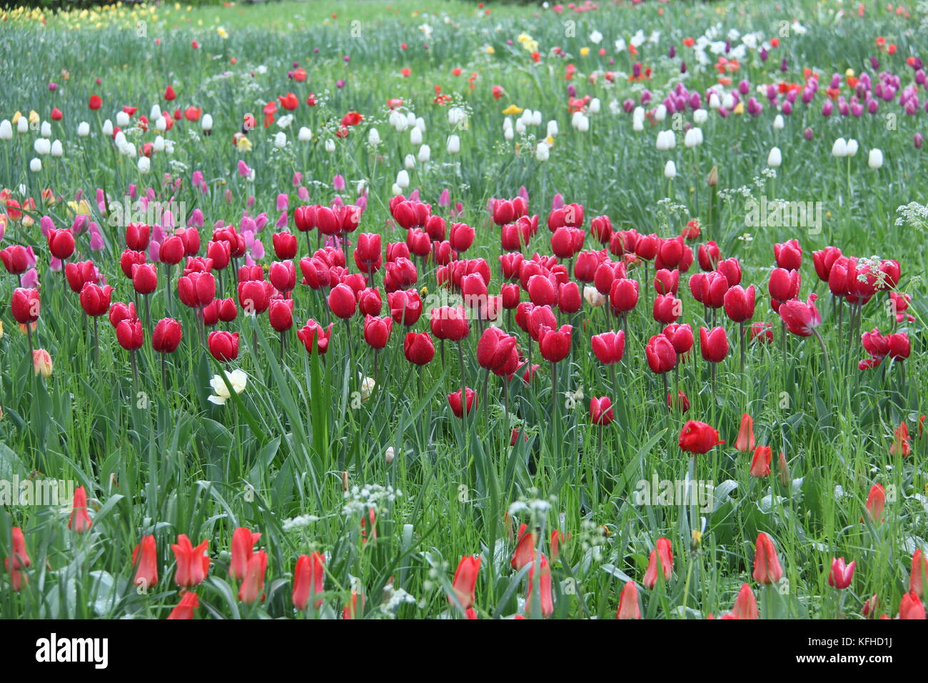 Tulips - beautiful spring flowers of different colors Stock Photo - Alamy