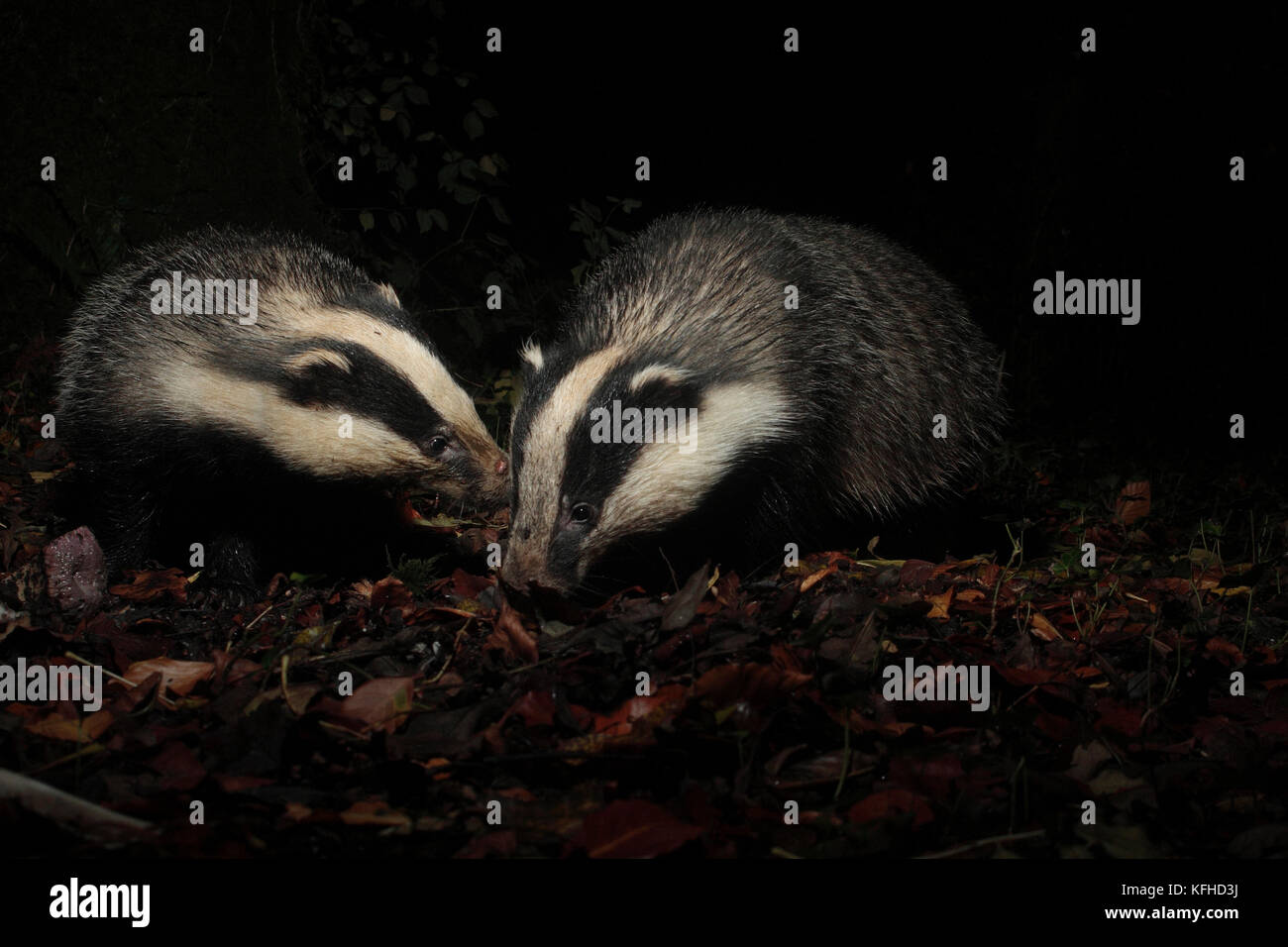 Sense of natural history hi-res stock photography and images - Alamy