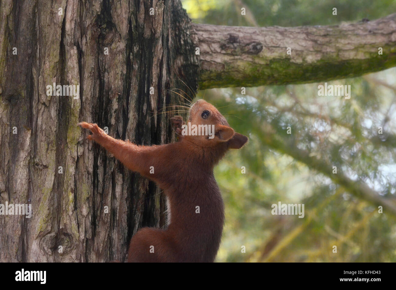Red squirrel going up by the trunk of a pine tree. Wildlife inside of ...