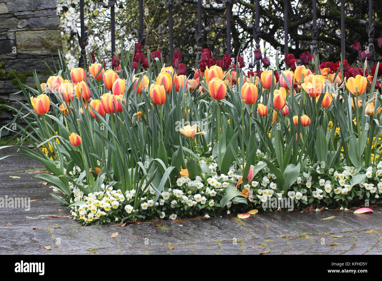 Tulips - beautiful spring flowers of different colors Stock Photo - Alamy