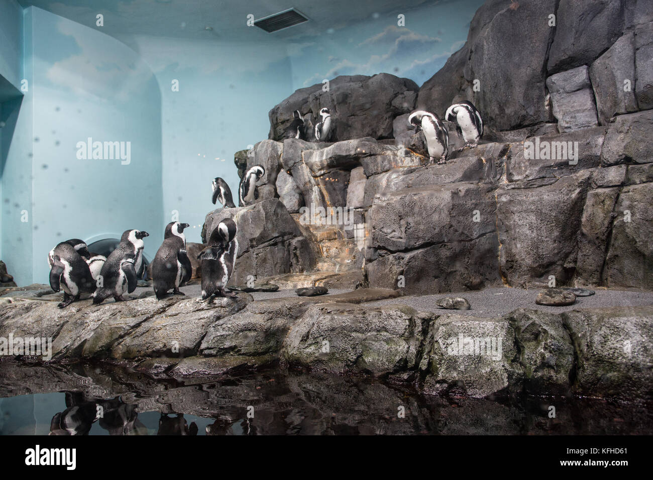 Monterey bay aquarium penguins hi-res stock photography and images - Alamy