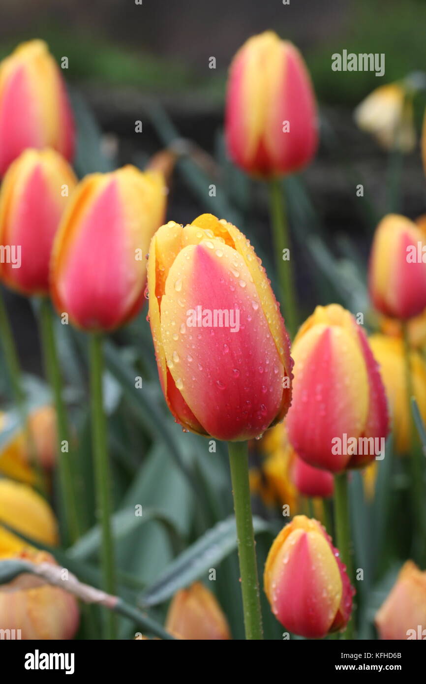 Tulips - beautiful spring flowers of different colors Stock Photo - Alamy