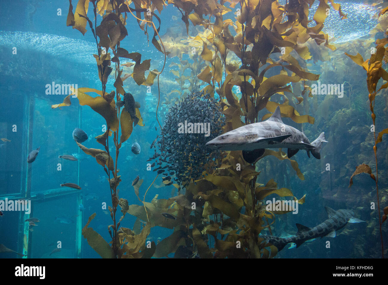 Monterey bay aquarium kelp forest hi-res stock photography and images ...