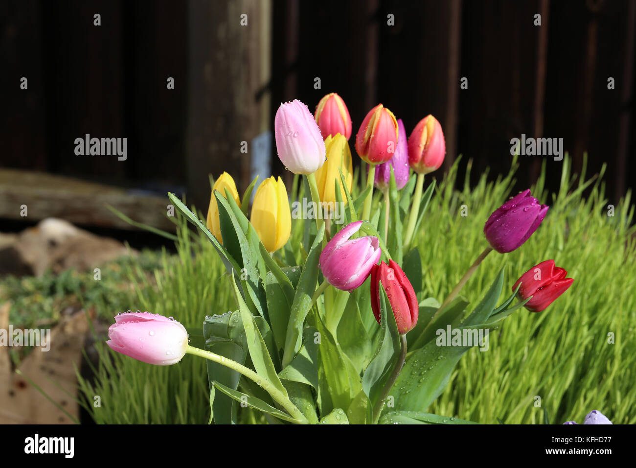 Tulips - beautiful spring flowers of different colors Stock Photo - Alamy