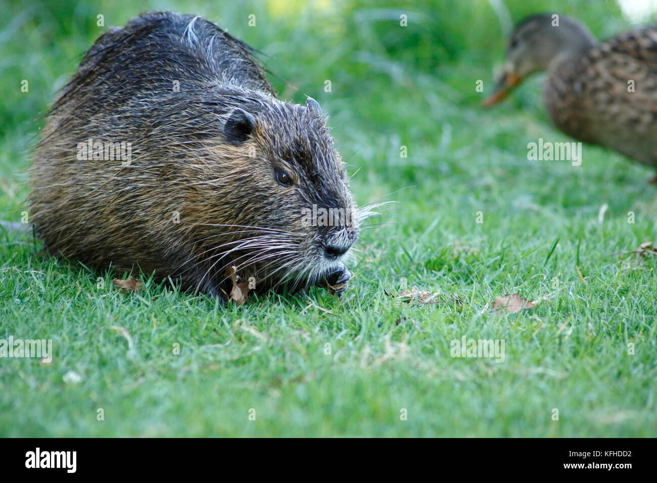 Nutria, Coypu, Biberratte, Sumpfratte auf der Wiese beim Fressen Stock ...