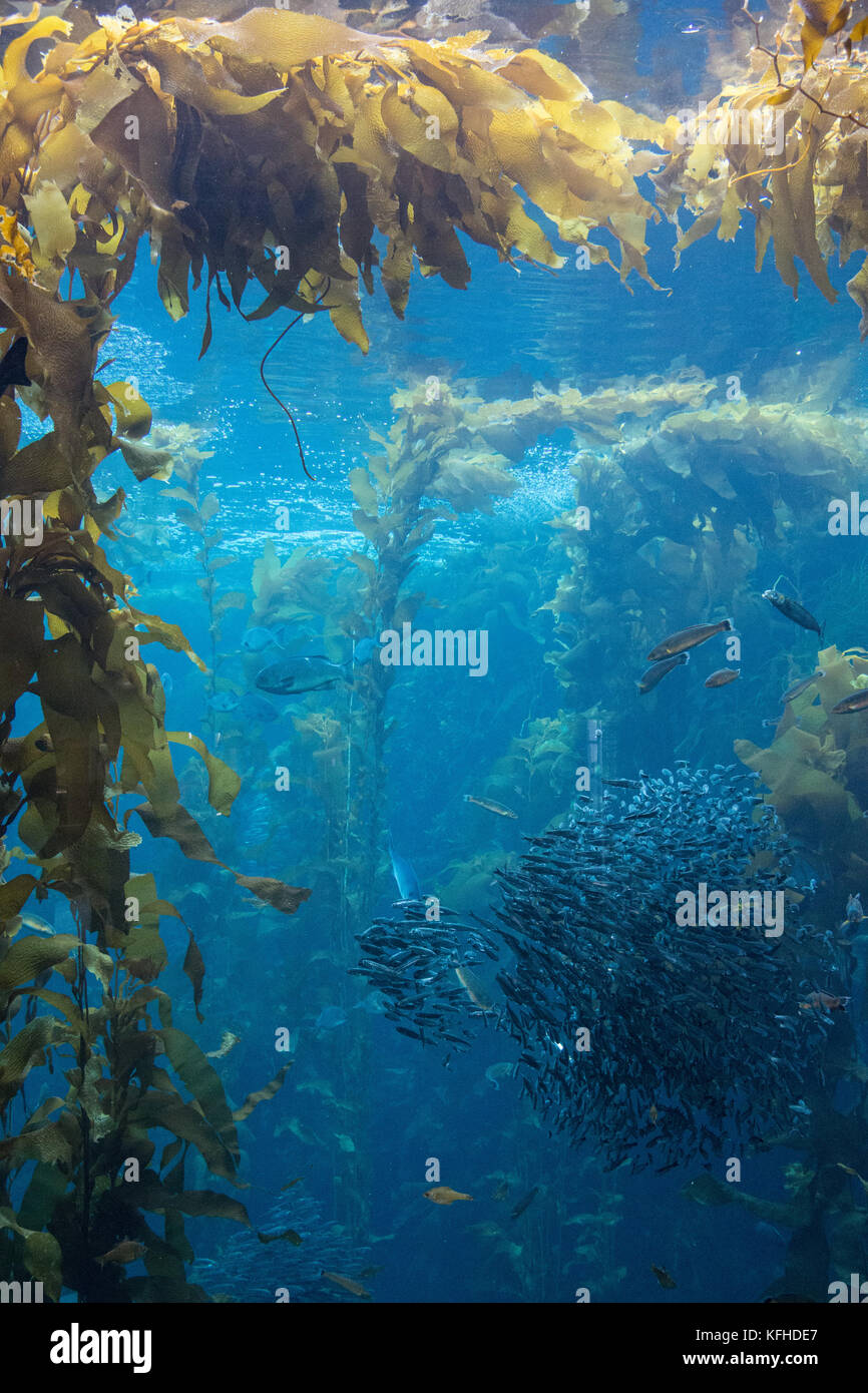 Monterey bay aquarium kelp forest hi-res stock photography and images ...