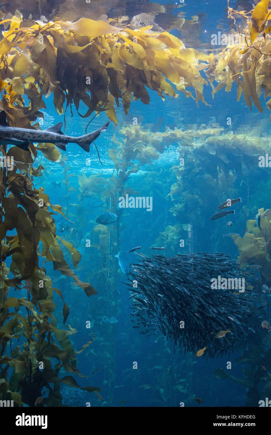 Monterey bay aquarium kelp forest hi-res stock photography and images ...