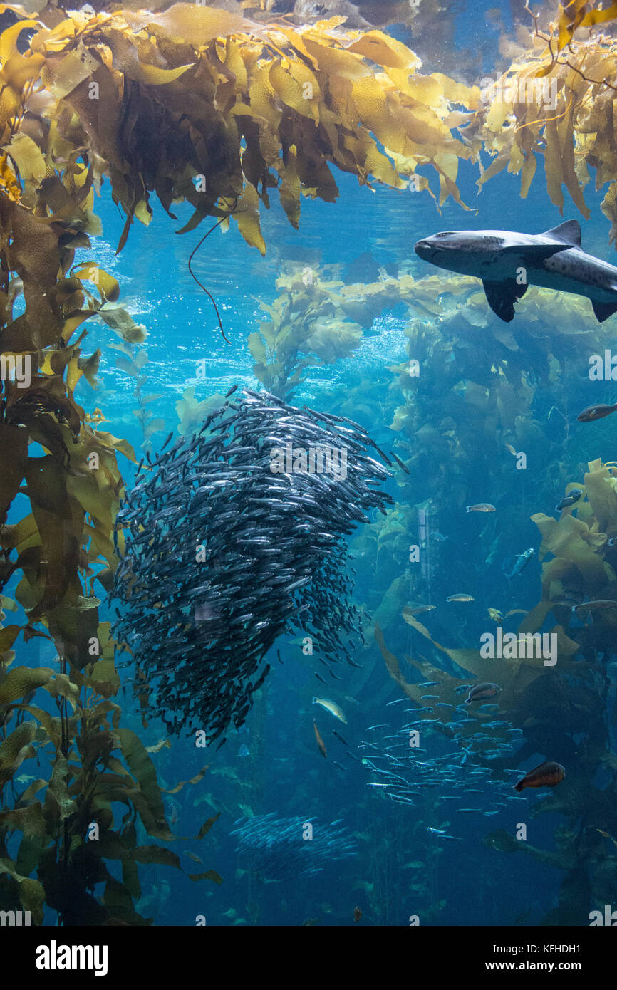 Monterey bay aquarium kelp forest hi-res stock photography and images ...
