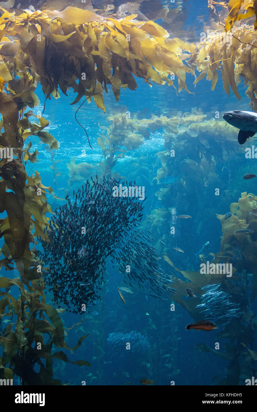 Monterey bay aquarium kelp forest hi-res stock photography and images ...
