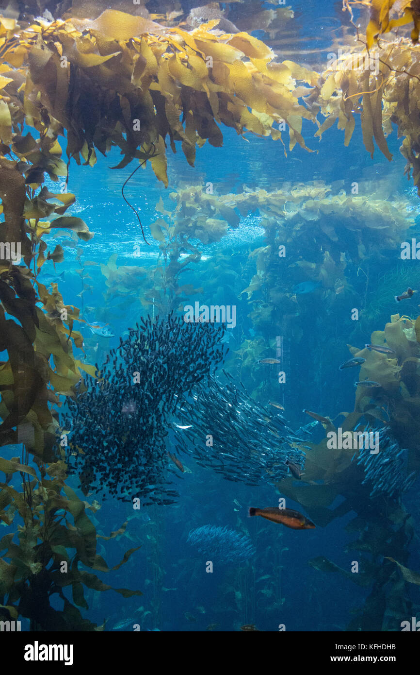 Monterey bay aquarium kelp forest hi-res stock photography and images ...
