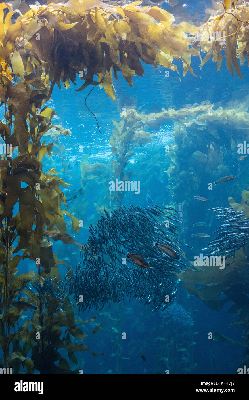 Monterey bay aquarium kelp forest hi-res stock photography and images ...
