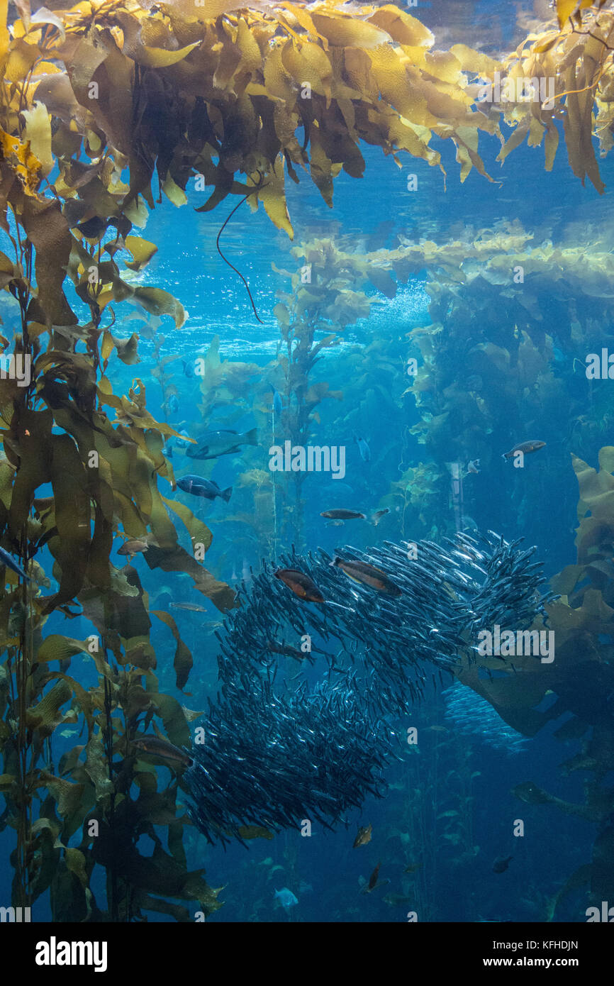 Monterey bay aquarium kelp forest hi-res stock photography and images ...