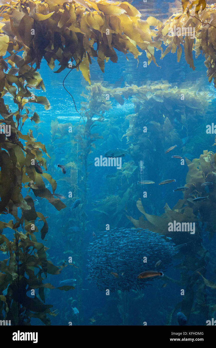 Monterey bay aquarium kelp forest hi-res stock photography and images ...