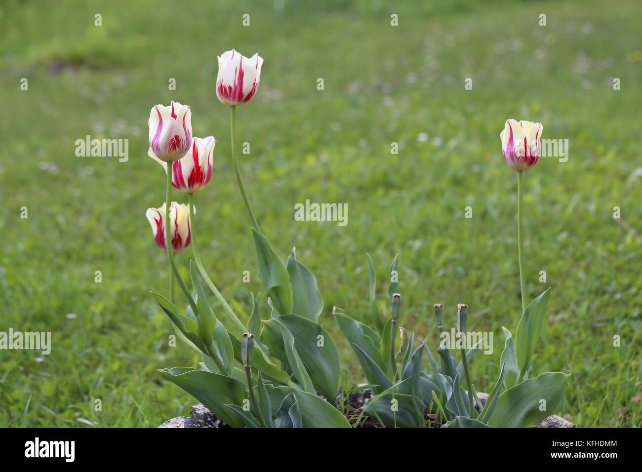 Tulips - beautiful spring flowers of different colors Stock Photo - Alamy