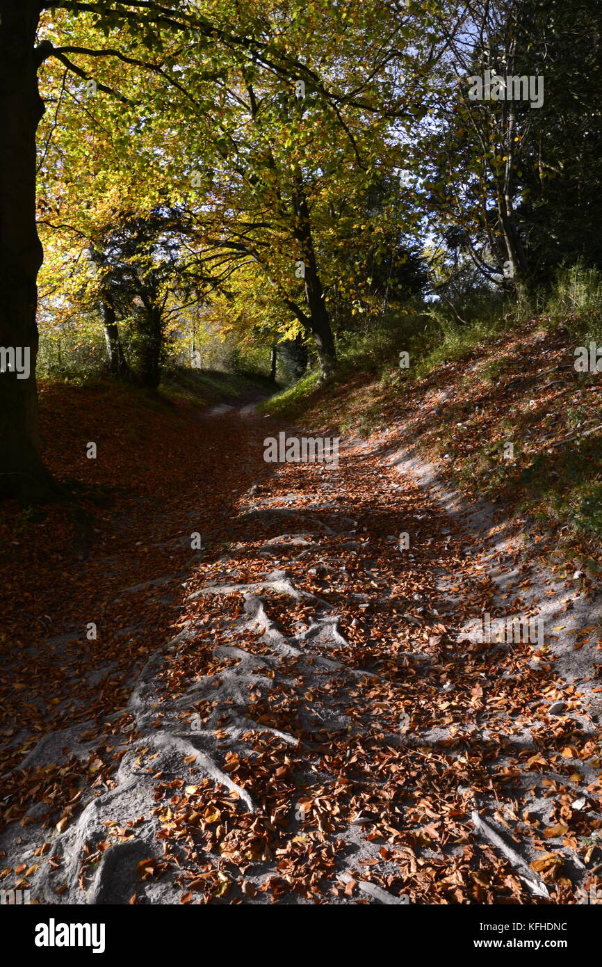 Footpath through Pulpit Wood, Cadsden, with autumn colours, fall ...