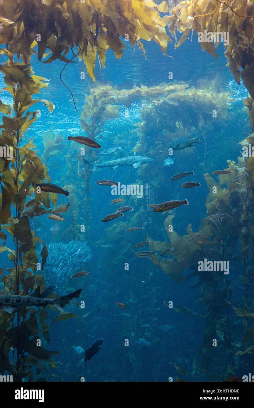 Monterey bay aquarium kelp forest hi-res stock photography and images ...