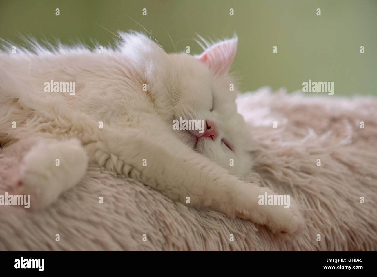 Pretty white cat napping on a white bed Stock Photo - Alamy