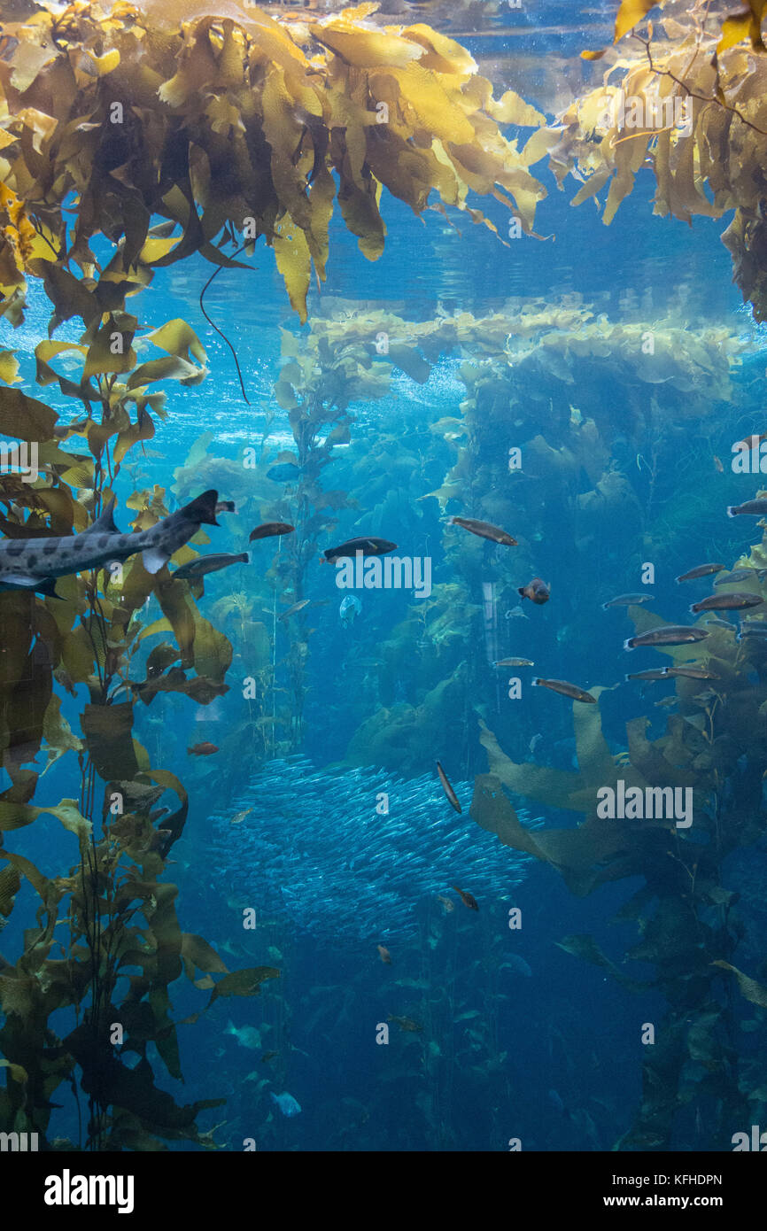 Monterey bay aquarium kelp forest hi-res stock photography and images ...