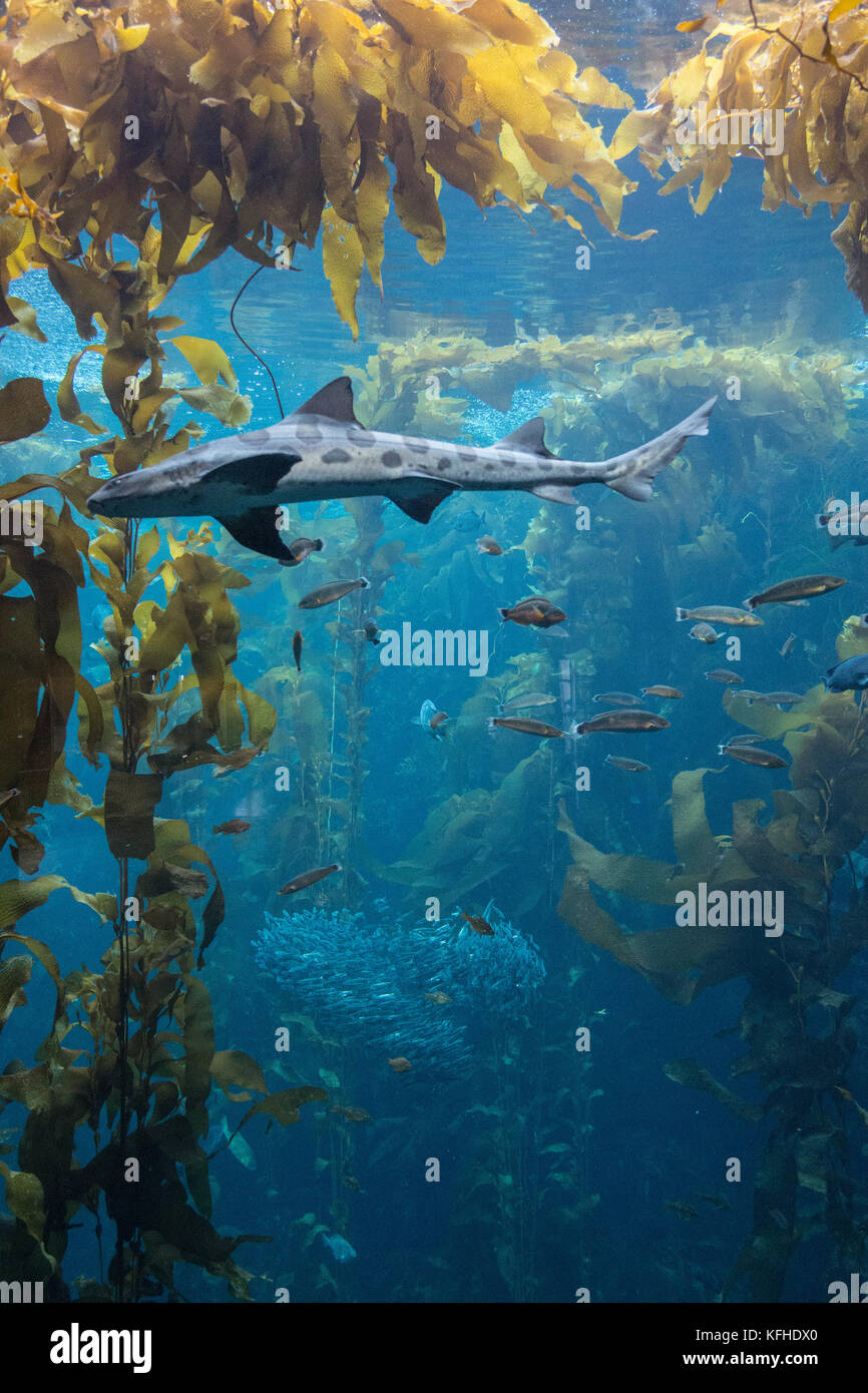 Monterey bay aquarium kelp forest hi-res stock photography and images ...