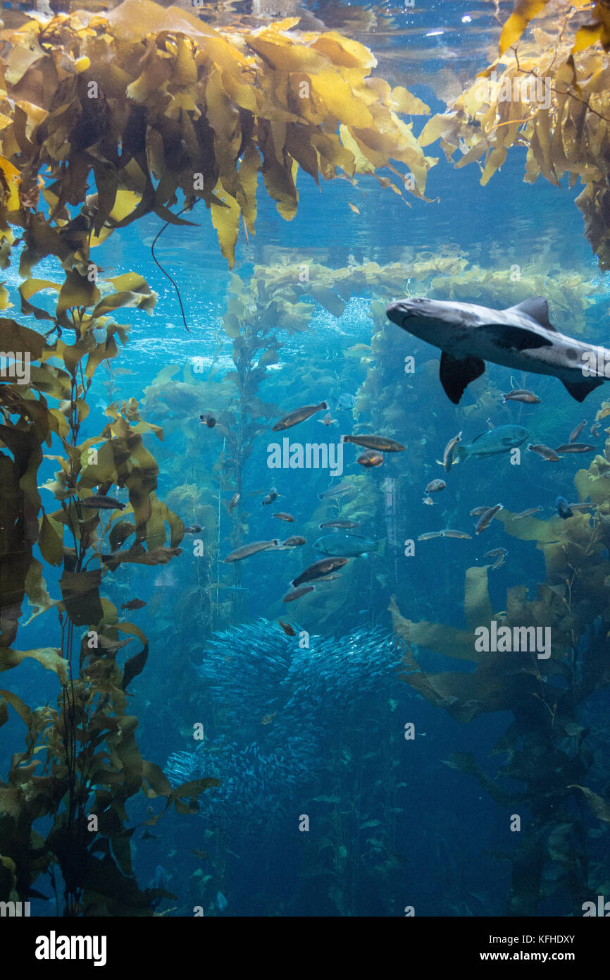 Monterey bay aquarium kelp forest hi-res stock photography and images ...