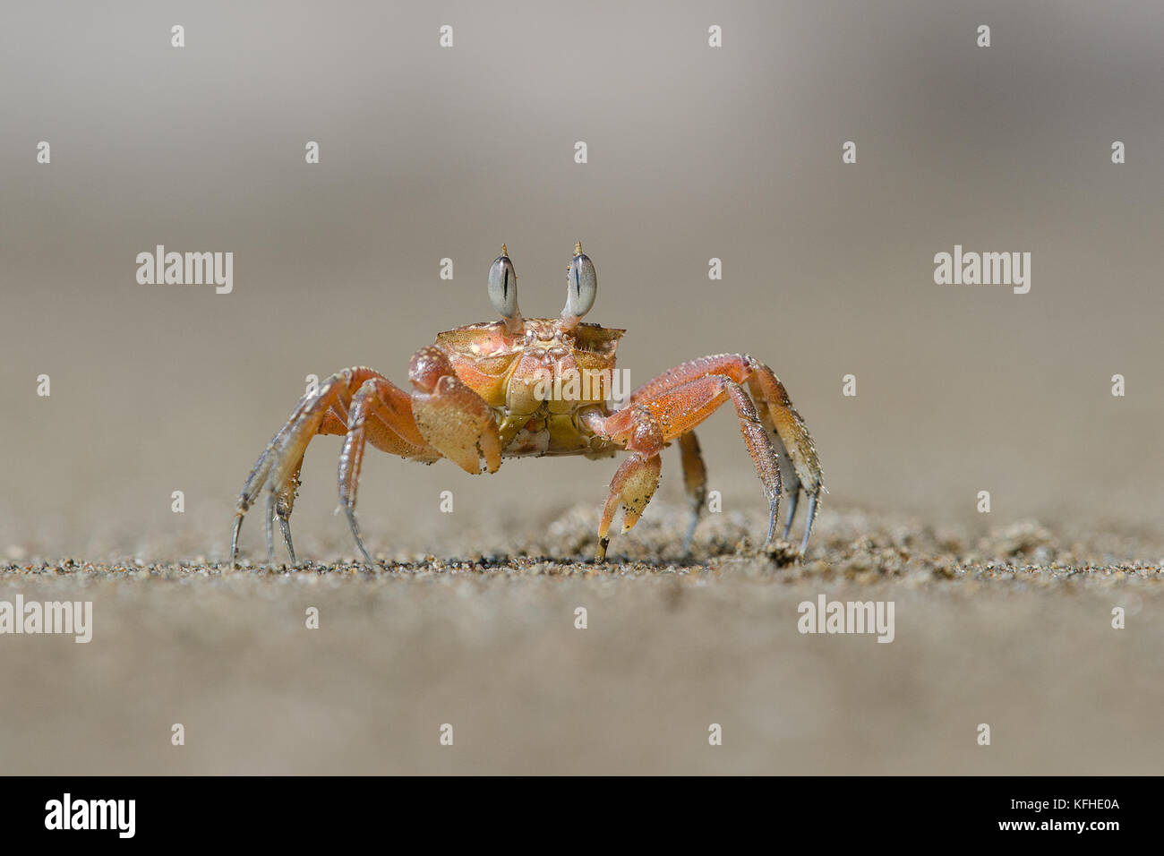 Small red crab walking on the beach Stock Photo - Alamy