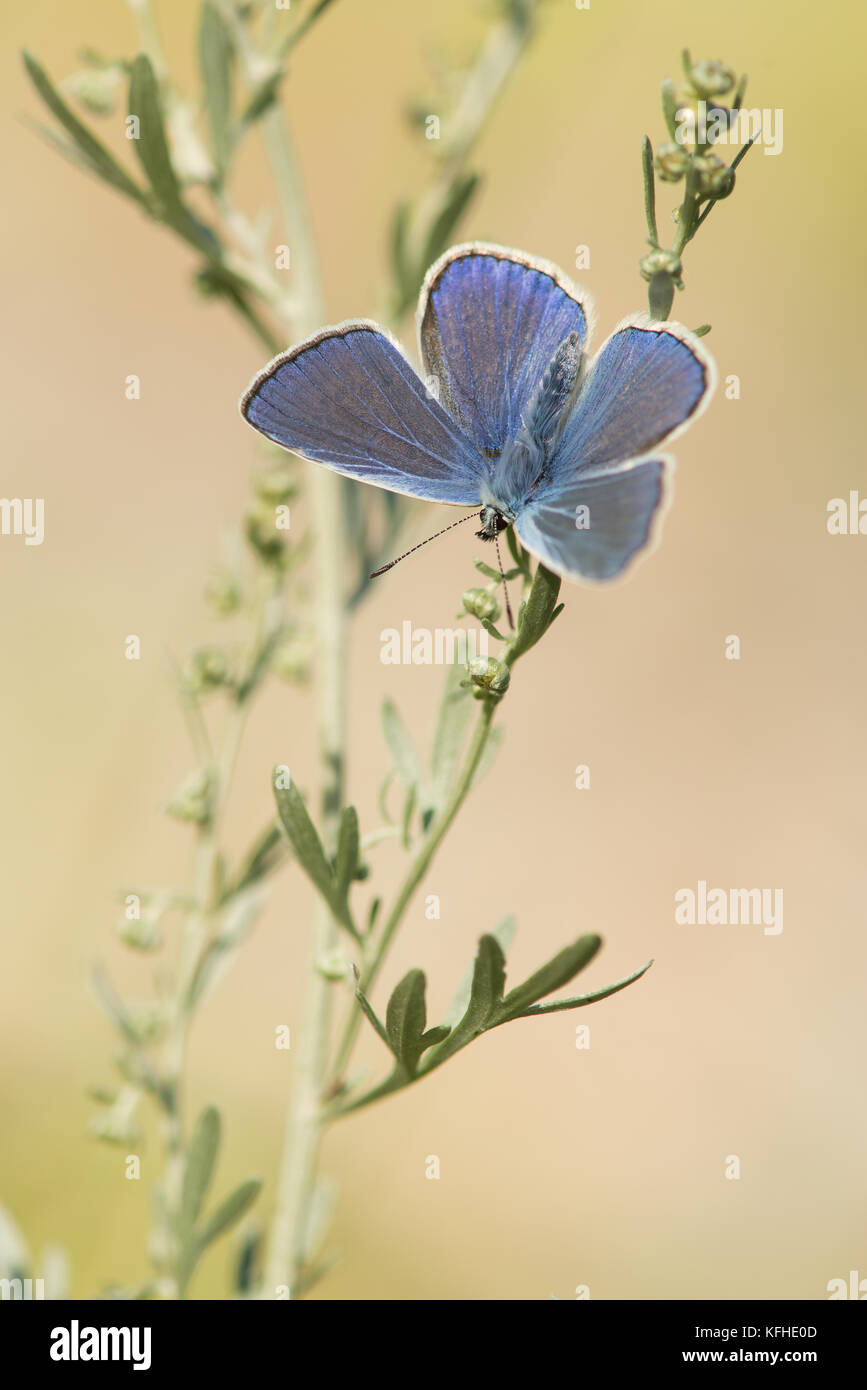 Male blue icarus butterfly hanging with wings open on grass Stock Photo ...